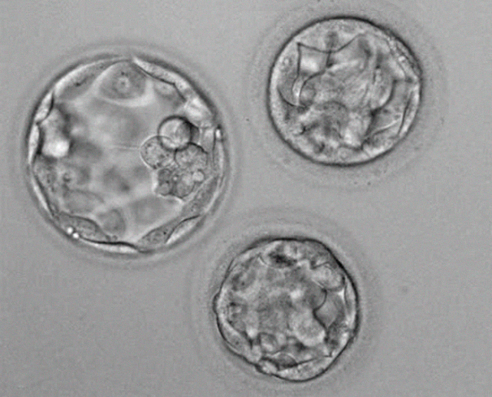 Guía de Reproducción Asistida – Universidad Diego Portales