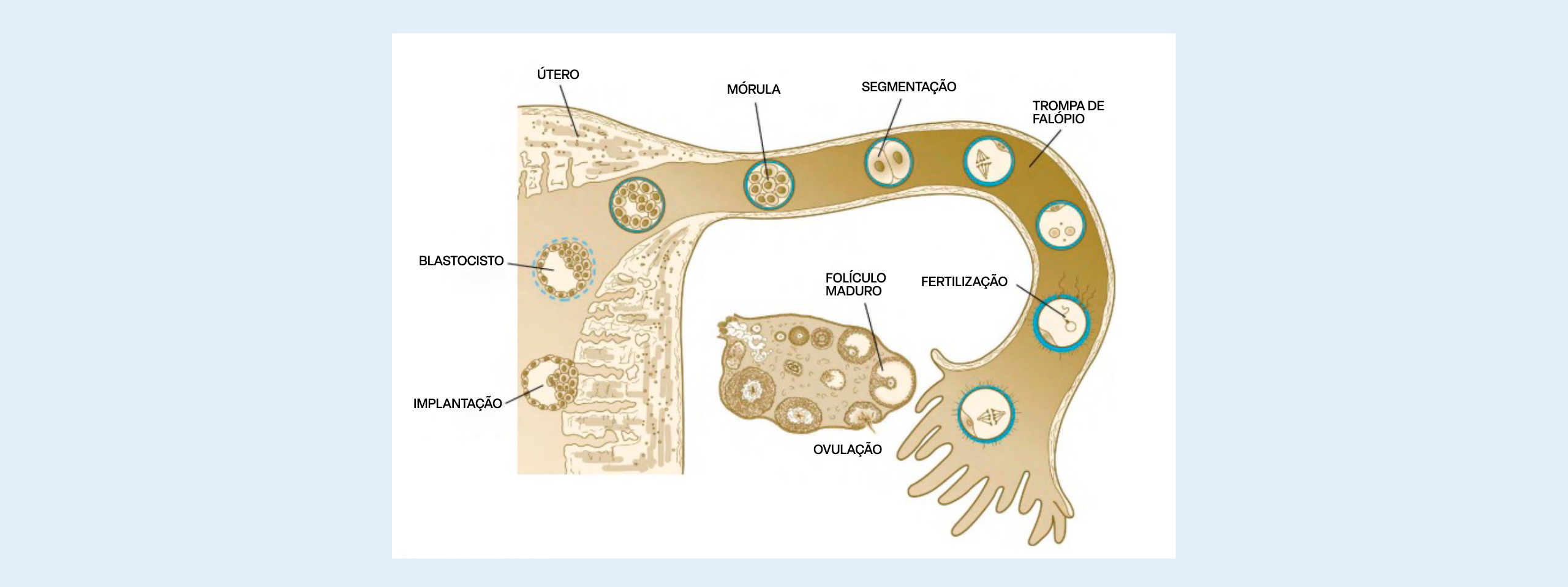 Desenvolvimento embrionário in vitro – Guía de Reproducción Asistida